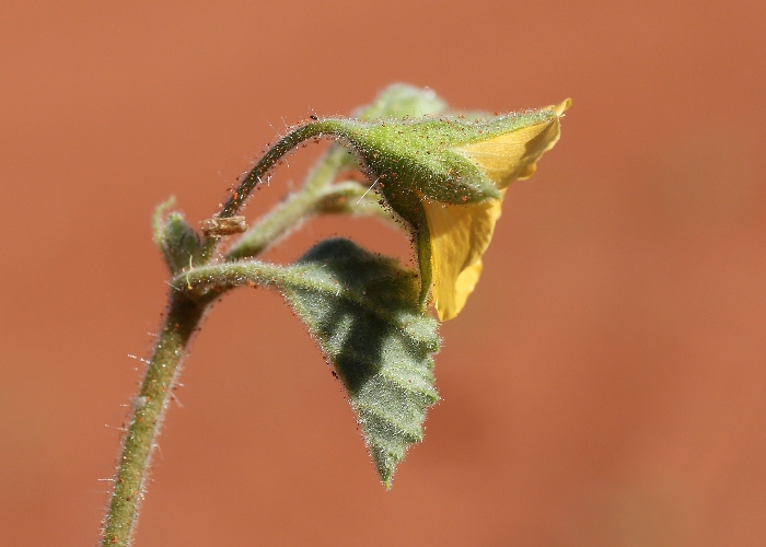 North Queensland Plants - Malvaceae